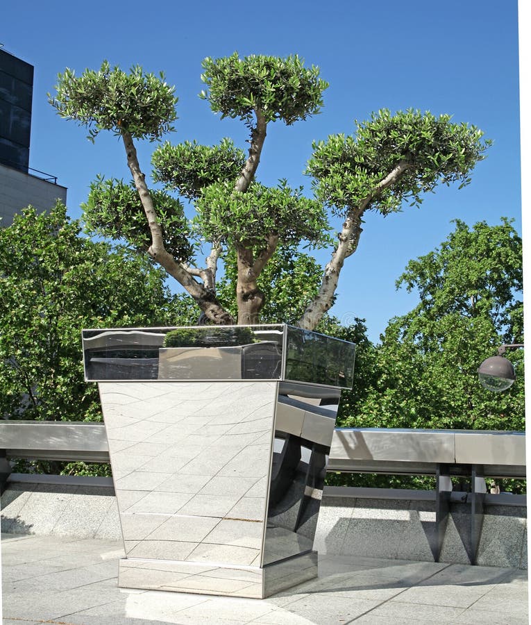 Cloud Cut Olive Tree in a Silver Pot on a Terrace Stock Photo - Image ...