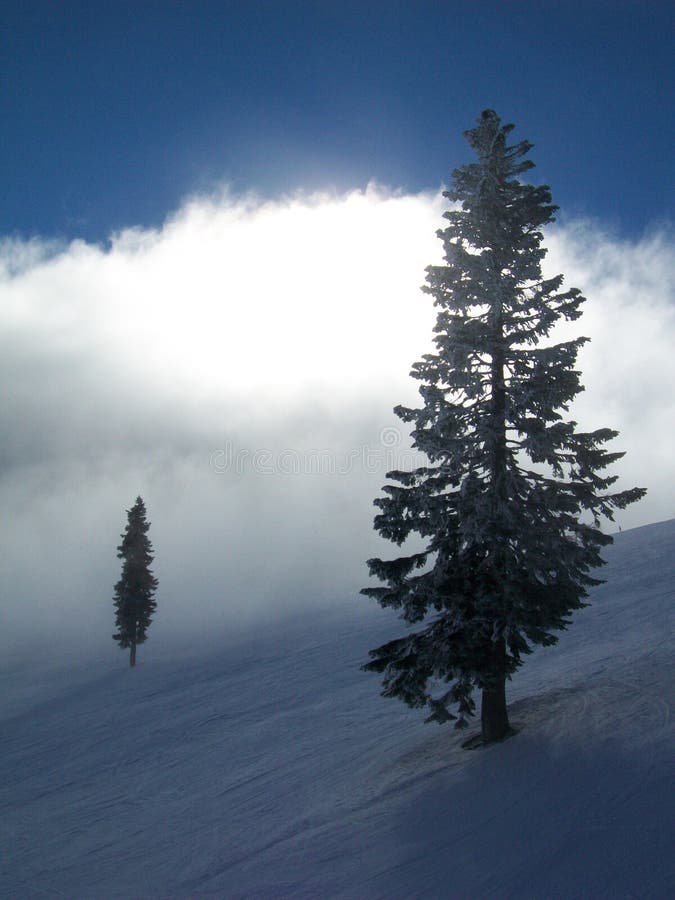 Cloud Enveloping the Sun Behind Snowy Trees Sunrise Fog Stock Image ...