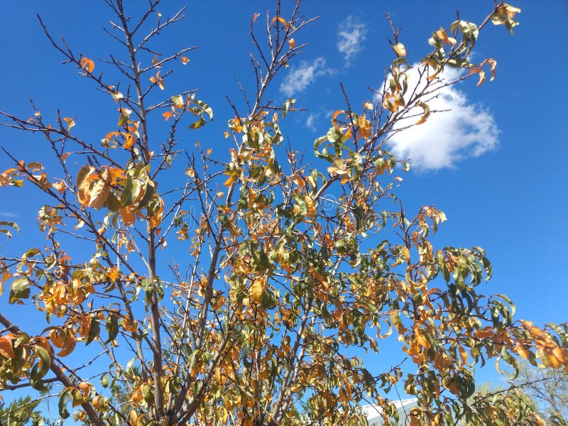 Cloud through fall foliage stock photo. Image of fall - 163755320