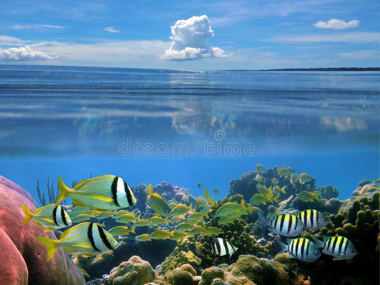 Cloud and fish stock photo. Image of central, school - 21831380