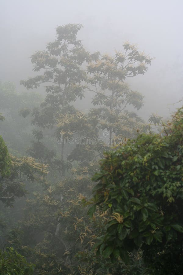 Cloud Forest Mount Kinabalu Borneo Stock Photo - Image of sipadan ...