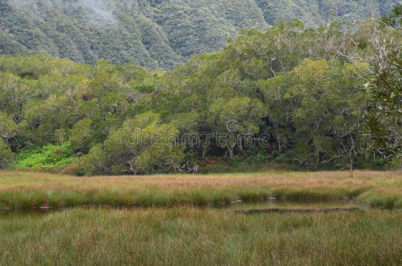 Cloud Forests in RÃ¨union National Park Stock Image - Image of ...
