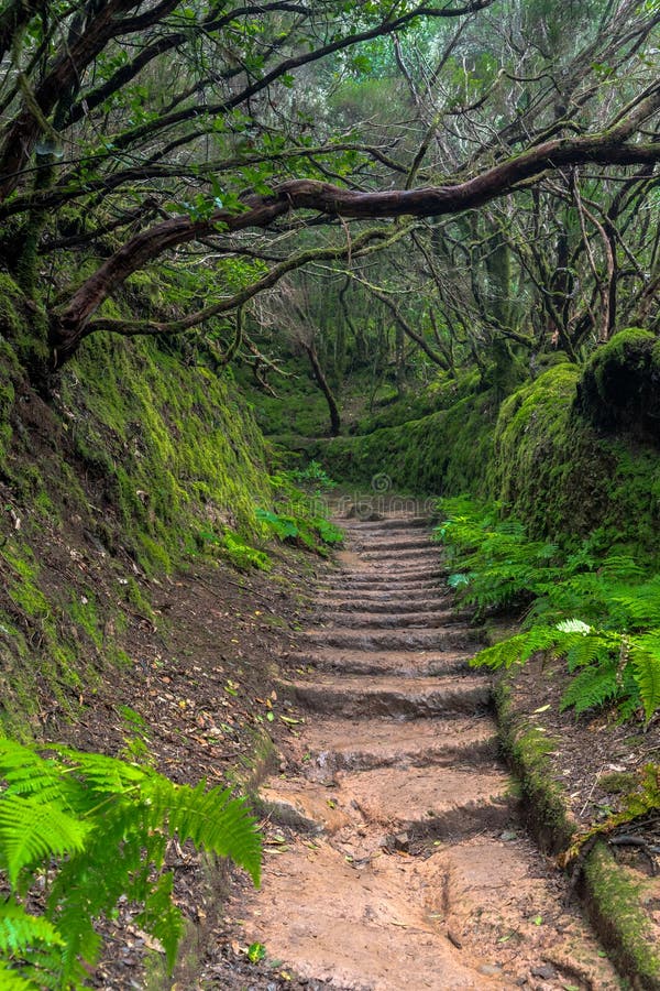 Cloud Forest in Anaga Mountains, Tenerife, Spain Stock Image - Image of fairy, laurel: 278714341