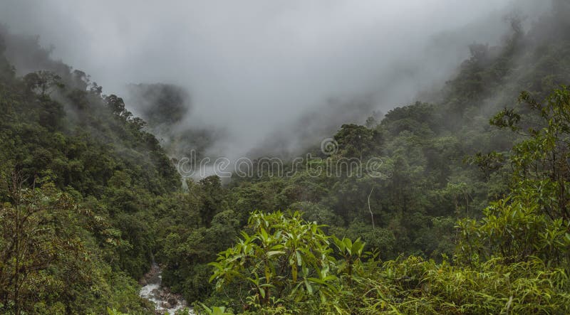 Cloud Forest in Peru, Panoramic View Stock Image - Image of beauty, mountain: 207825261