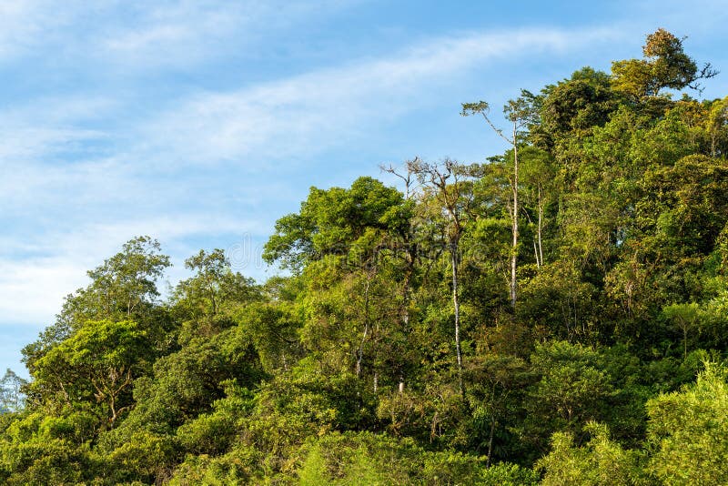 Daytime Cloud Forest Trees, Mindo, Ecuador Stock Photo - Image of ...