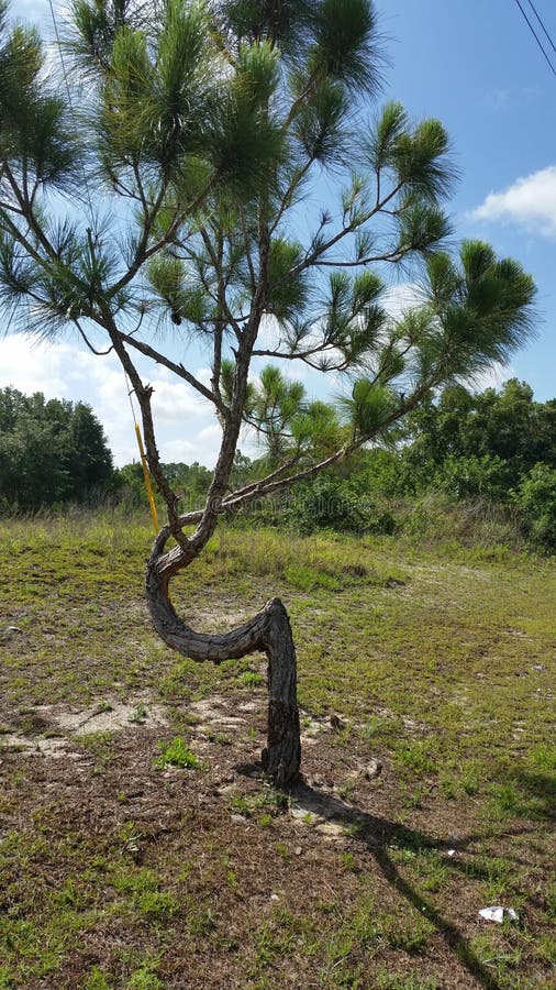 Old Bent Tree Growing In A Clearing Stock Photo - Image of leaf, forest ...