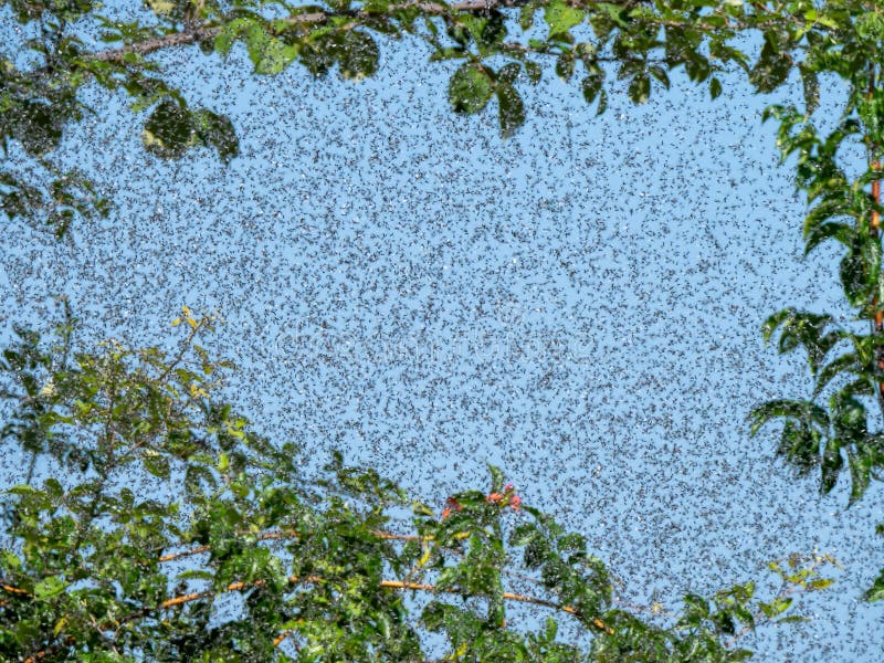 Cloud of Insects Flying Over a Blue Sky Stock Photo - Image of insect ...