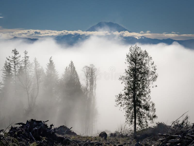 Cloud Inversion in Front of Mount Rainier from Tiger Mountain Stock ...
