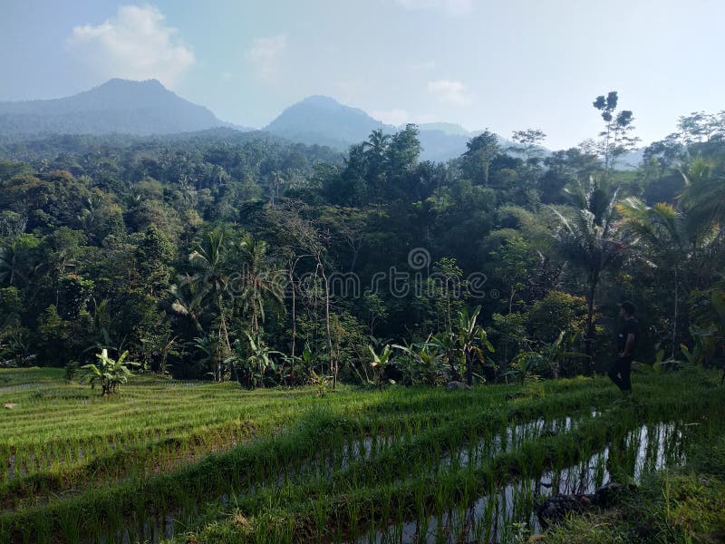 The Cloud Mountain Rice Fields Unite in Beauty Stock Image - Image of ...