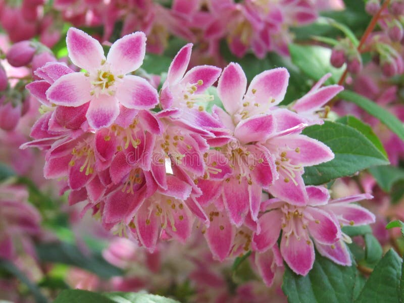 Pink Ribus Flowers Stock Photos - Free & Royalty-Free Stock Photos from ...