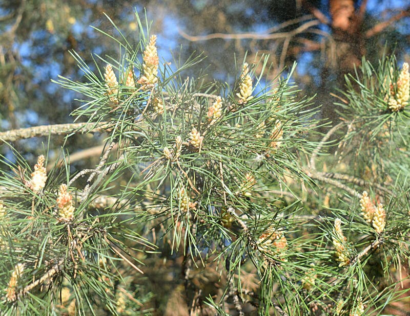 Cloud of Pollen from a Pine Tree Stock Image - Image of brown, ripe ...