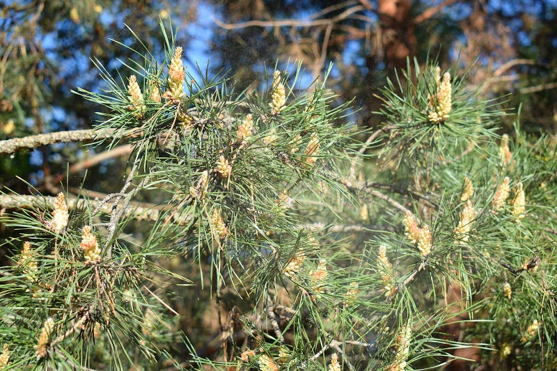 Cloud of Pollen from a Pine Tree Stock Photo - Image of cloud, forest ...