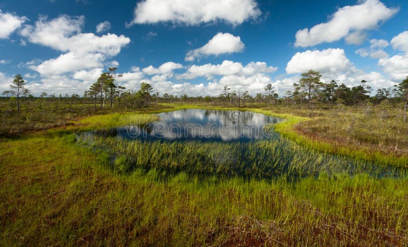 Cloud Reflections in the Swamp Lake Stock Image - Image of idyllic ...