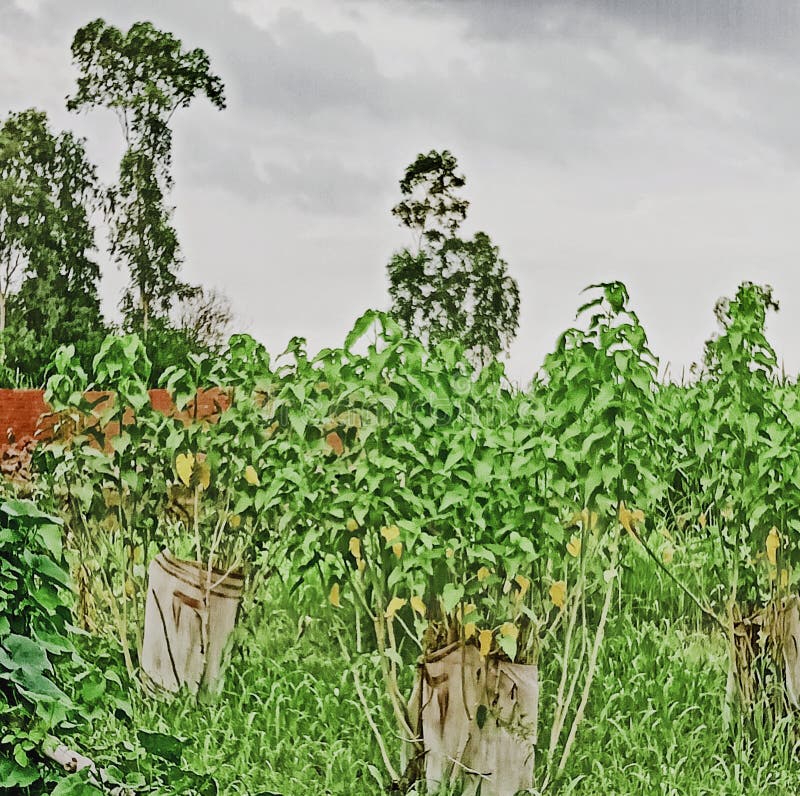 Cloud Sky Plants Gras Tree Nature Stock Photo - Image of tree, plants ...
