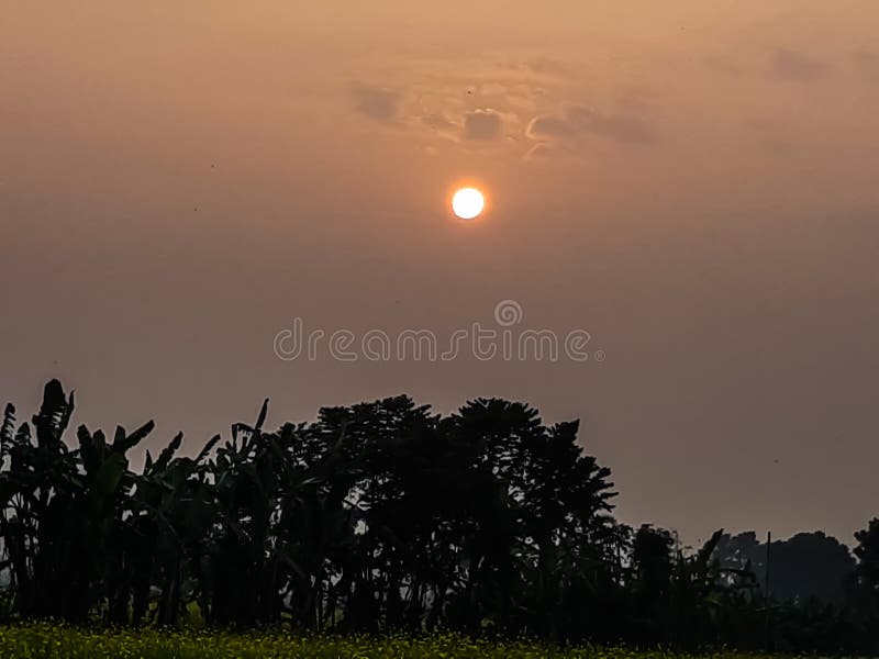 Cloud Sky and Sunset and Yellow Mustard Cultivated Land Stock Photo ...