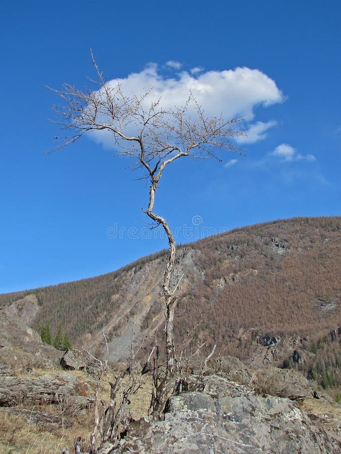 Cloud tree stock image. Image of russia, crown, growth - 5280261