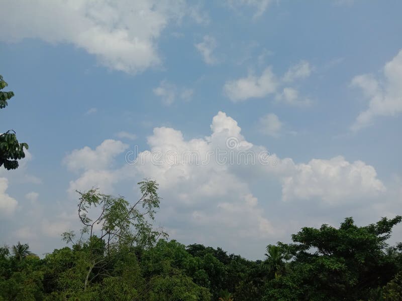 Cloud on tree stock photo. Image of tree, cloud, savanna - 201247376