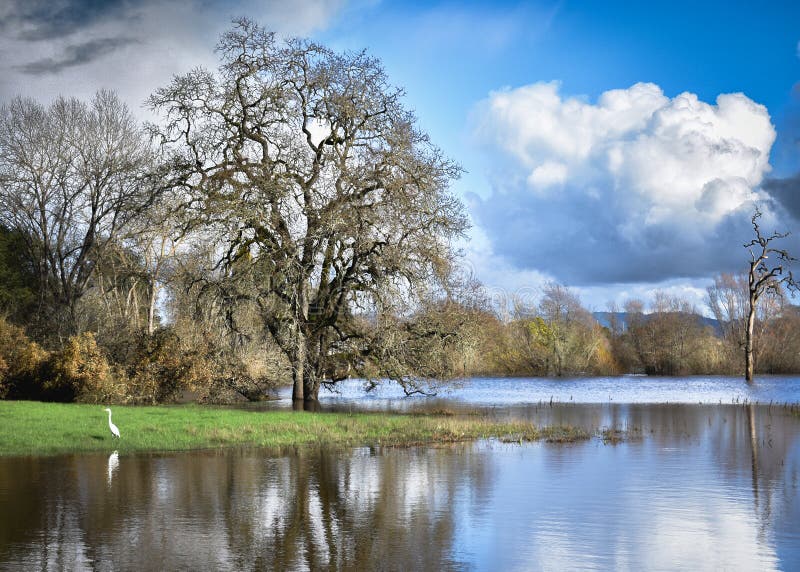 Cloud, Tree, and Heron Reflections in Lake Stock Image - Image of heron ...