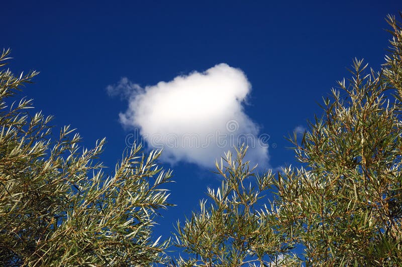 Cloud and trees stock photo. Image of move, sunny, blue - 1358514