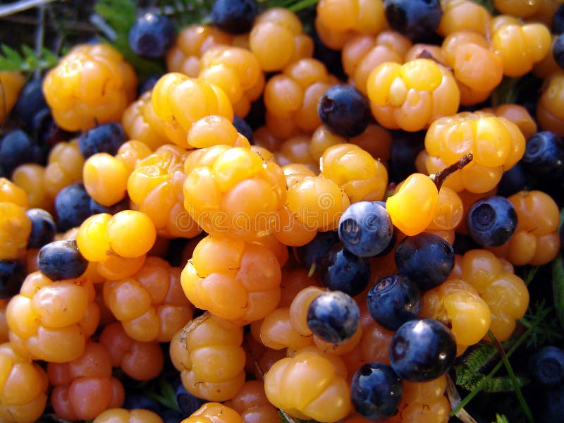Ð¡loudberries and Blueberries Stock Image - Image of closeup, yellow ...