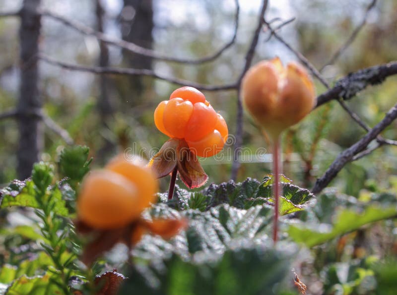 Cloudberries Growing in the Swamp Stock Image - Image of forest, nature ...