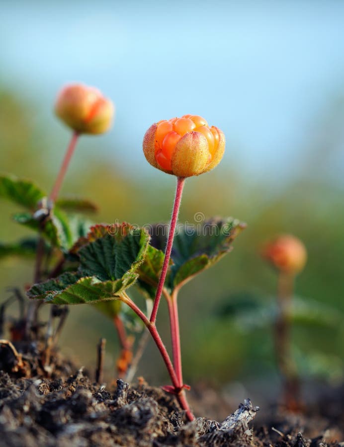Fresh cloudberry stock photo. Image of eating, vitamin - 13402962