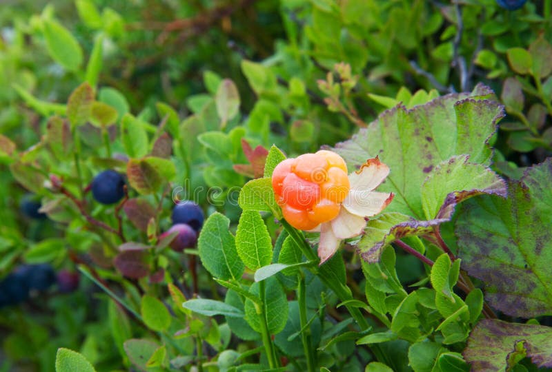 Cloudberry foto de stock. Imagem de nave, alimento, fresco - 75986042