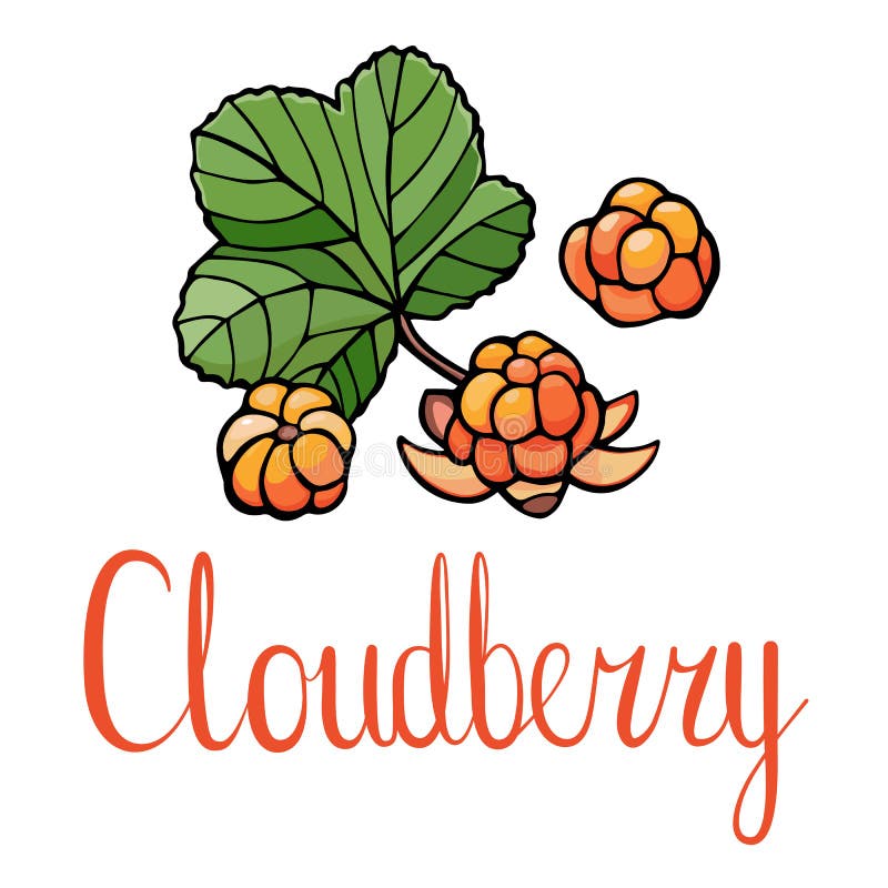 Cloudberry color set stock vector. Illustration of element - 222227582