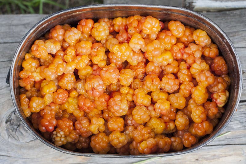 Cloudberry moroshka5 stock image. Image of food, berries - 86177799