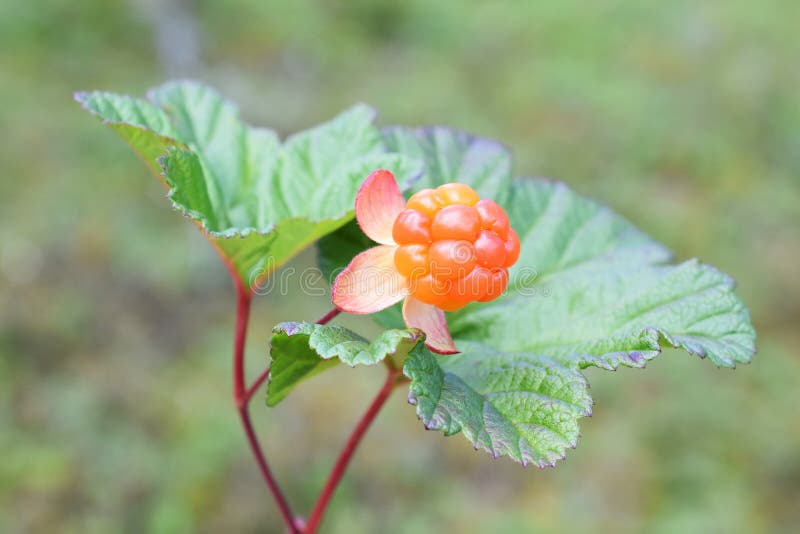 Cloudberry Rubus Chamaemorus with Ripe Fruit in Forest Stock Photo ...