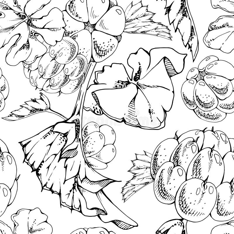 Cloudberry Raspberry with Plant Brown Leaves, Hand Drawn Vector Ink ...