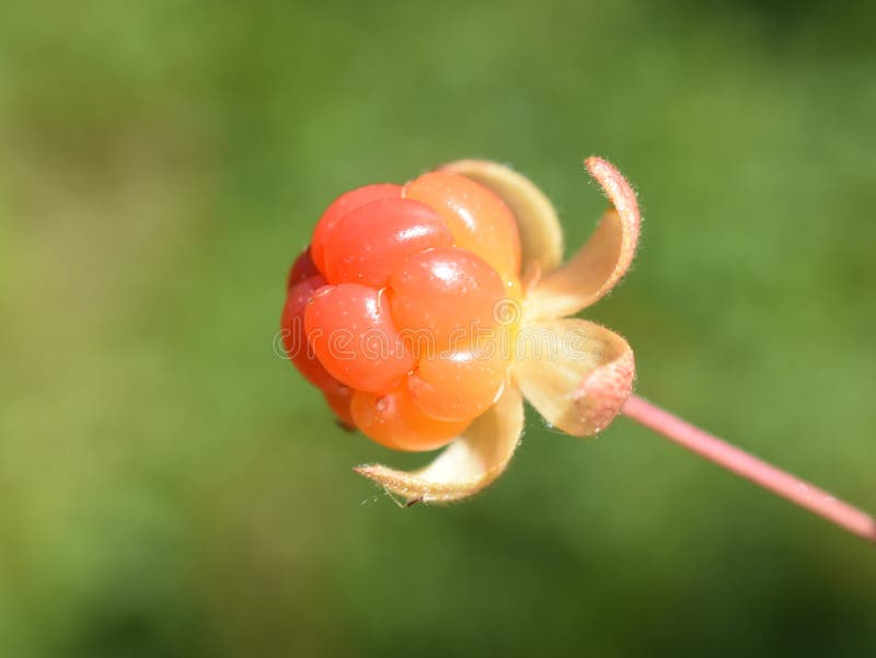 Cloudberry Rubus Chamaemorus with Ripe Fruit in Forest Stock Photo ...