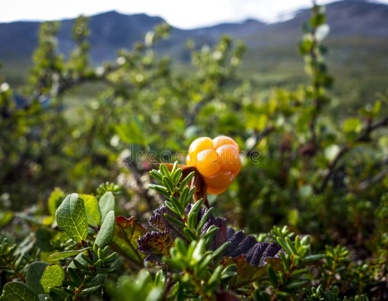 Cloudberry in the Swedish Lapland. Stock Photo - Image of arctic ...