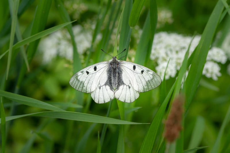 A Clouded Apollo Butterfly Resting in a Meadow Stock Photo - Image of ...