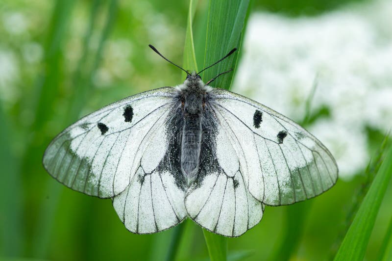 A Clouded Apollo Butterfly Resting in a Meadow Stock Photo - Image of ...