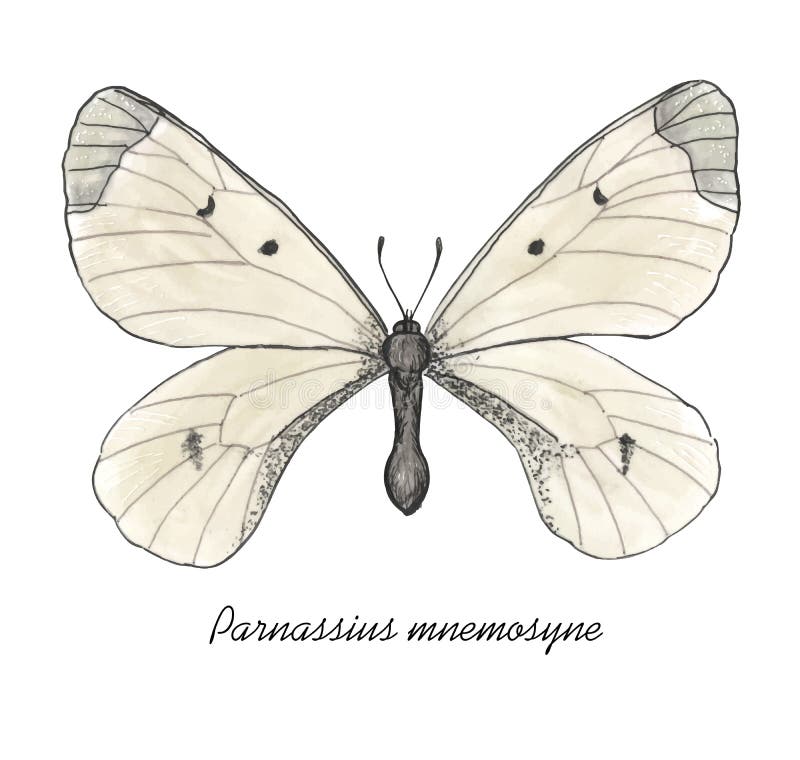 Clouded Apollo Butterfly with it S Latin Name. Live Trace of Marker ...