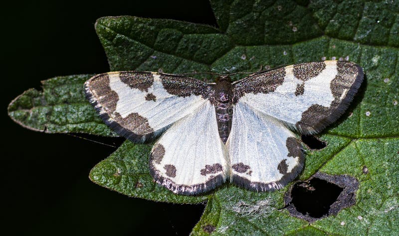 Clouded Border Moth Lomaspilis Marginata Stock Photo - Image of moth ...