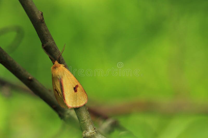 Clouded buff moth stock image. Image of clouded, moth - 323405029