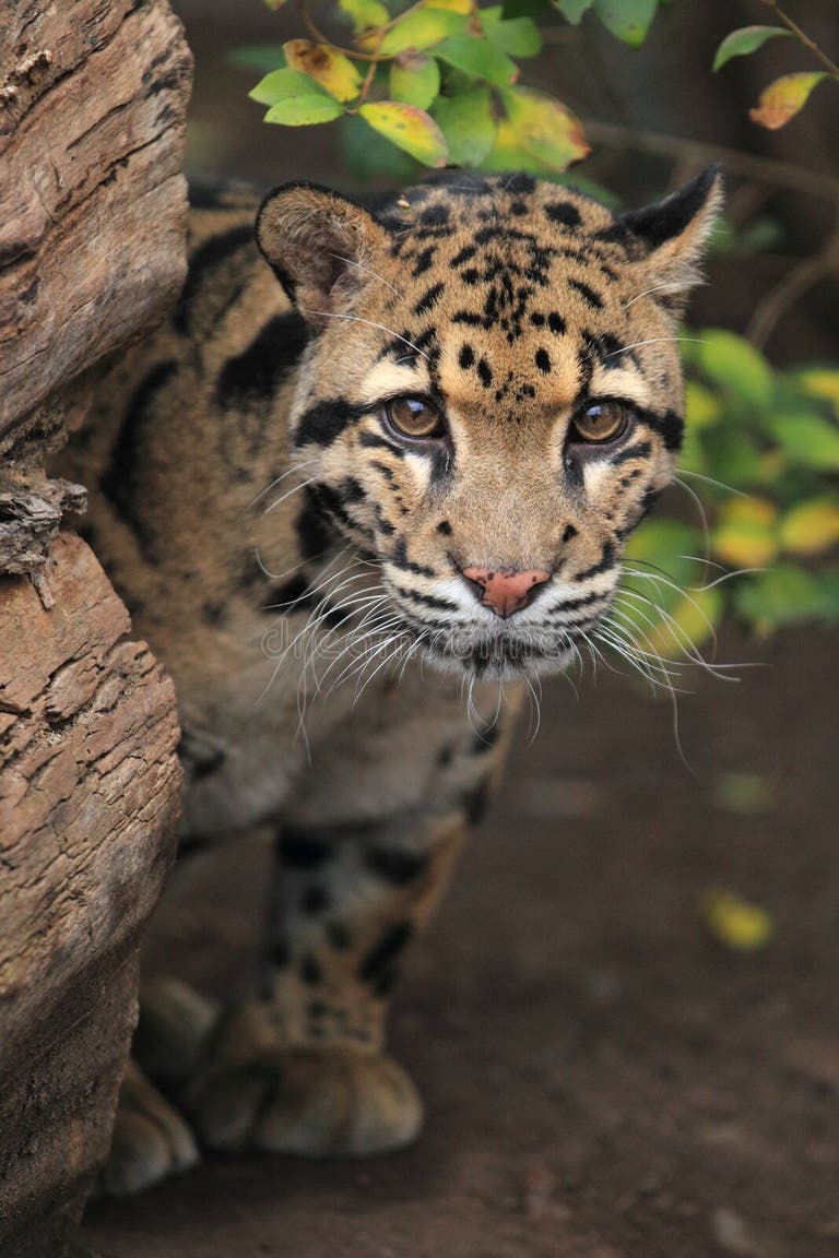 894 Clouded Leopard Stock Photos - Free & Royalty-Free Stock Photos ...