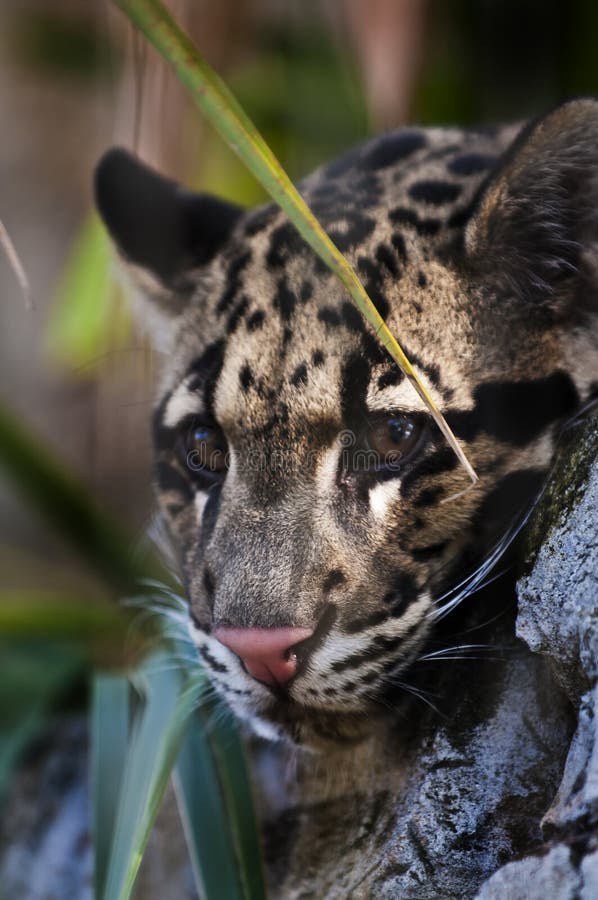 Clouded Leopard stock image. Image of clouded, predator - 22777993
