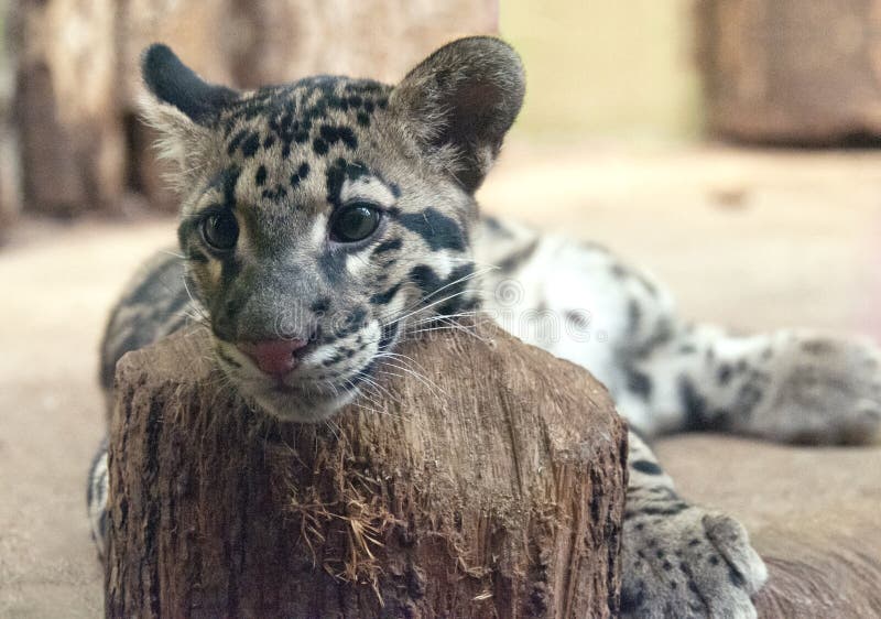 Clouded leopard stock image. Image of felid, spot, spots - 28065371