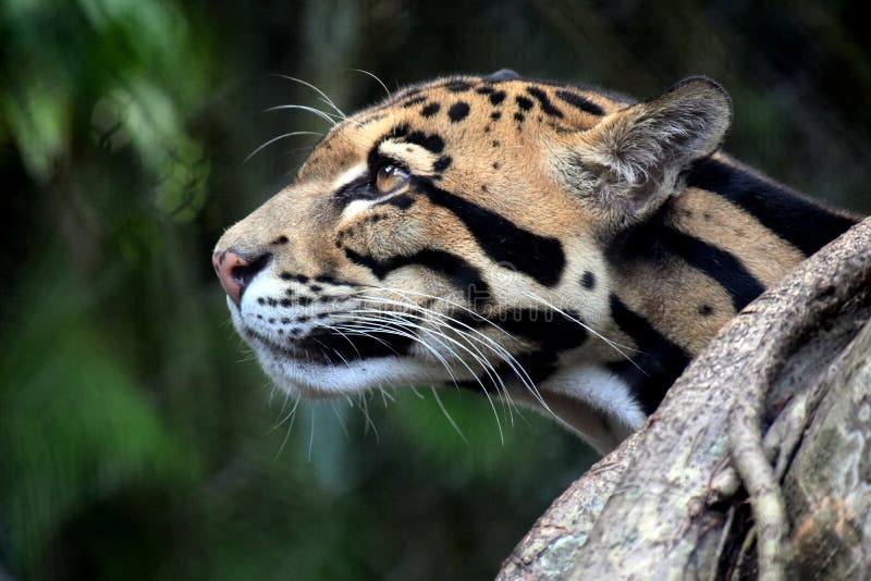 Clouded Leopard stock photo. Image of branch, sleeping - 18464410