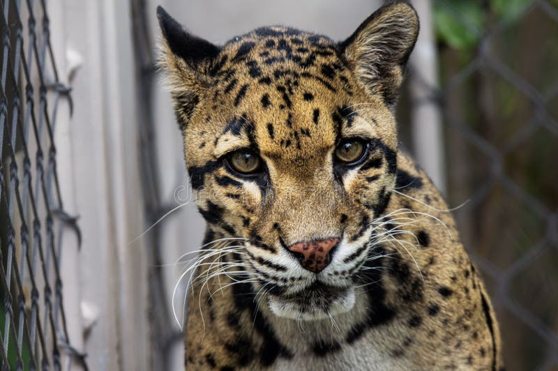 Clouded Leopard in Captivity, Showcasing Its Distinctive Spotted Fur ...