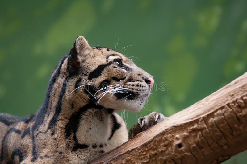 Clouded Leopard Chilling on Tree , Close Up Stock Image - Image of wild ...