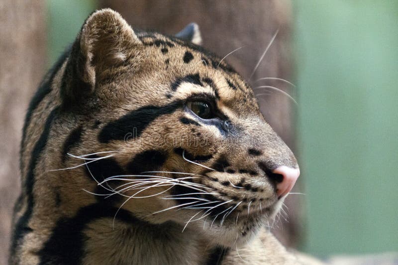 Clouded leopard stock image. Image of spot, side, head - 49823053