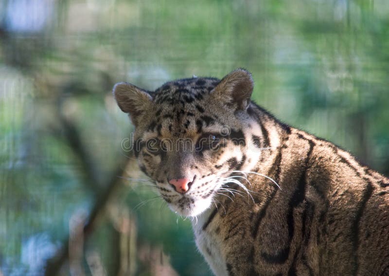 Leopard shadow stock image. Image of impressive, leopard - 1010523