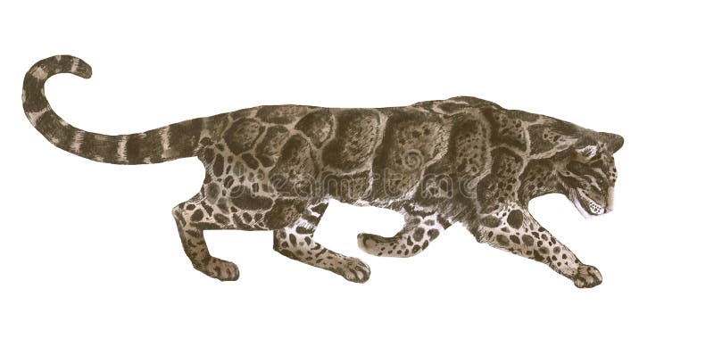 Clouded Leopard Stock Illustrations – 187 Clouded Leopard Stock ...