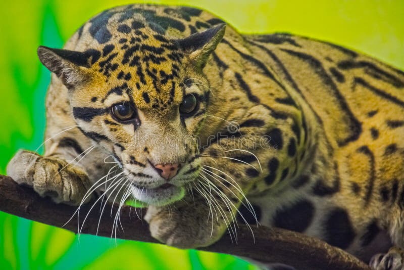 Asian Clouded Leopard In A Tropical House Stock Image Image Of Leopard Carnivora 262124171