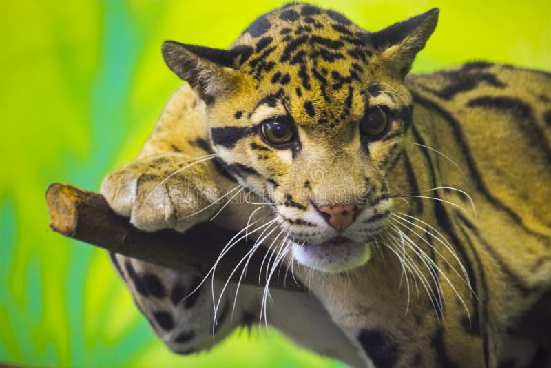 Asian Clouded Leopard In A Tropical House Stock Image Image Of Carnivores Clouded 262124589