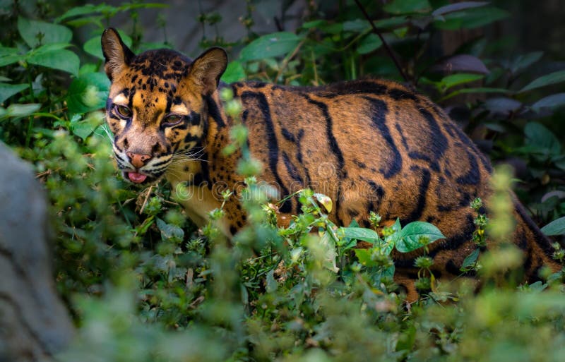 Clouded Leopard Neofelis Nebulosa Stock Photo - Image of wildlife ...